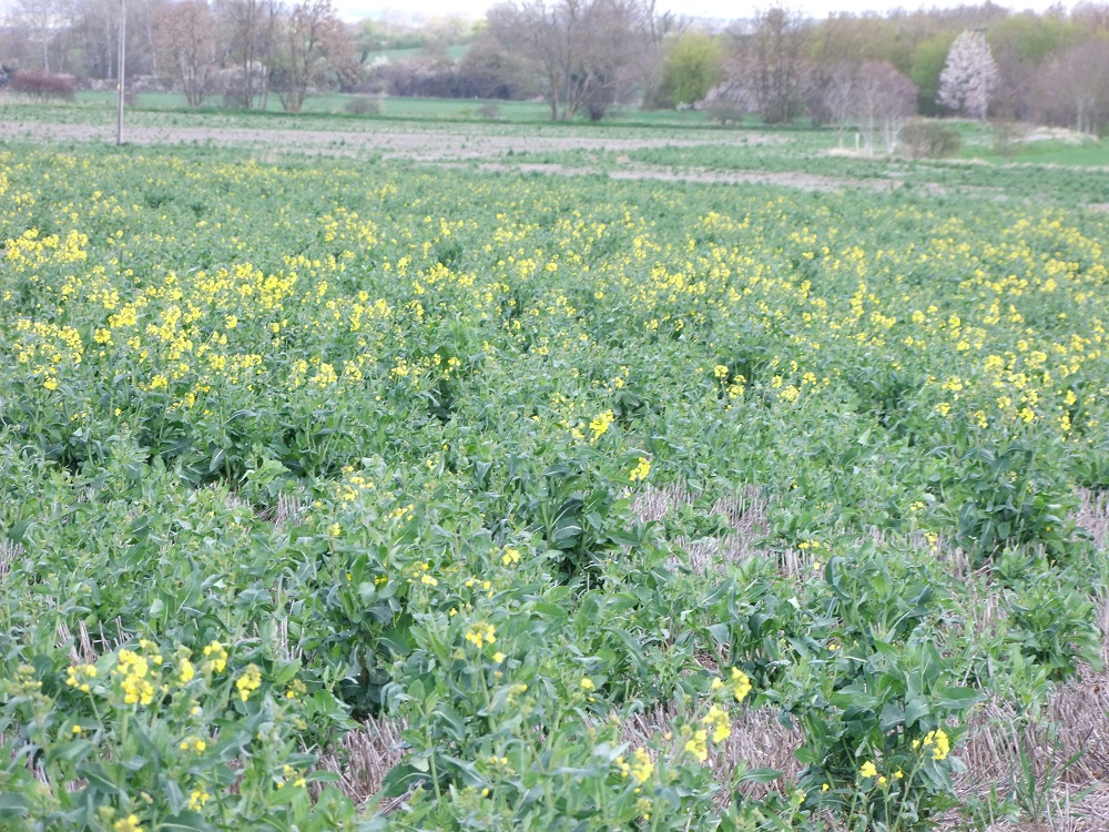 OSR planning - Beetle larvae may force rethink - Crop Production Magazine