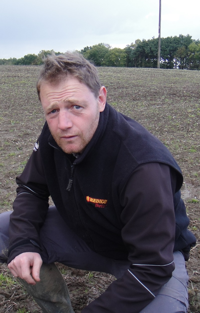 Companion cropping - Berseem clover improves soils - Crop Production ...