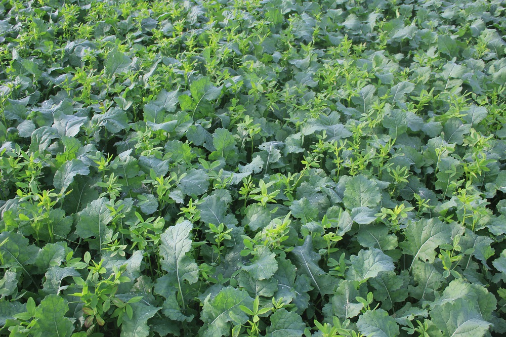 Companion cropping - Berseem clover improves soils - Crop Production ...
