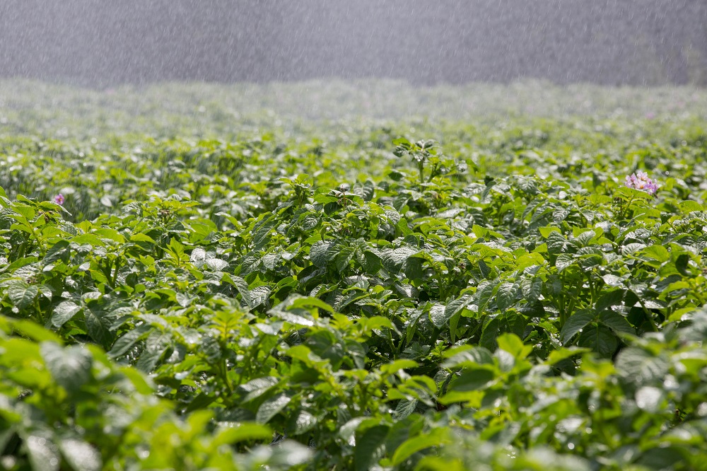 Potatoes - Irrigation savings offset by extreme blight pressure - Crop ...
