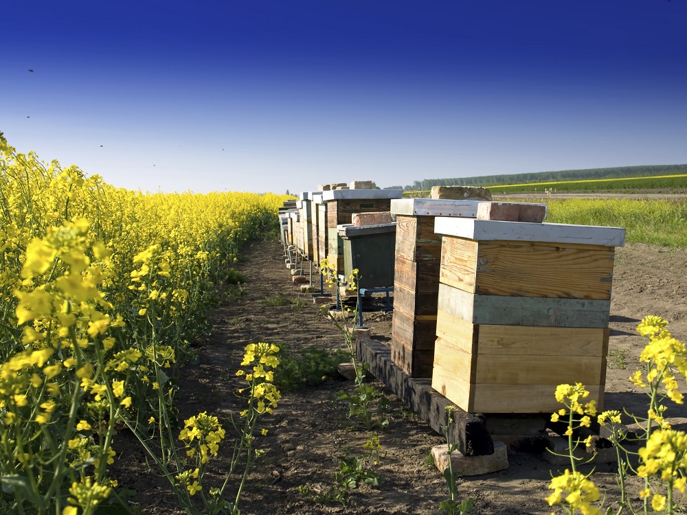BeeConnected - The new buzz - Crop Production Magazine