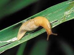 Integrated approach to minimize slugs - Crop Production Magazine