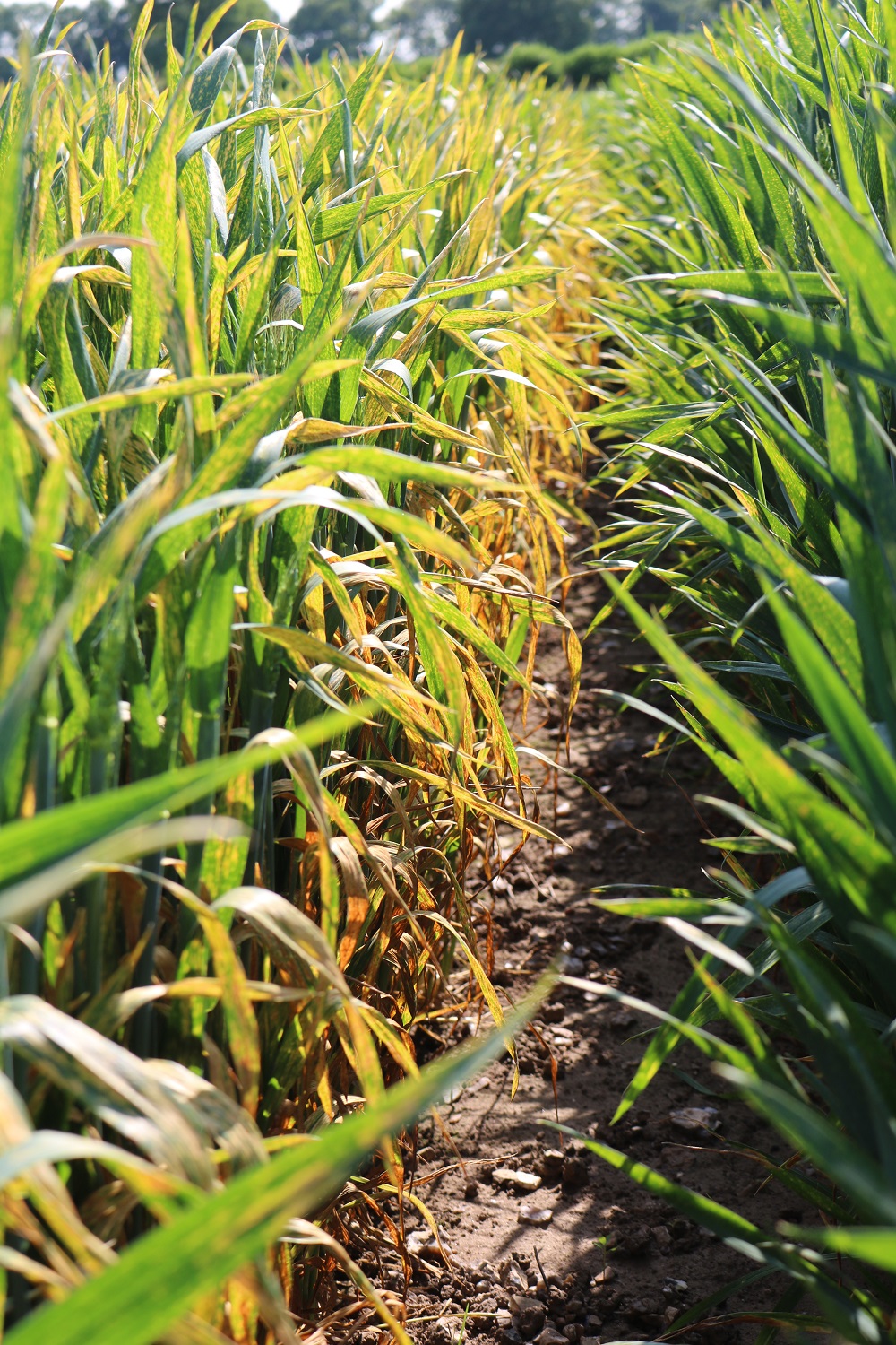 Yellow rust - The quest to quell the shapeshifter - Crop Production ...