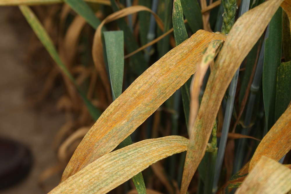 Variety ‘watch list’ for wheat yellow rust released - Crop Production ...