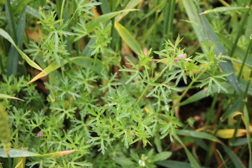 Zypar unveiled to UK growers by Dow AgroSciences - Crop Production Magazine