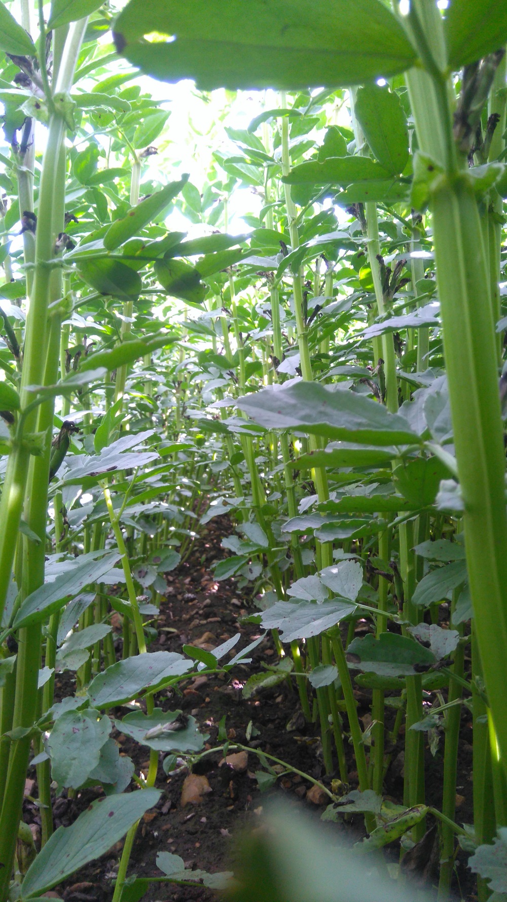Spring beans - Tapping into pulse potential - Crop Production Magazine