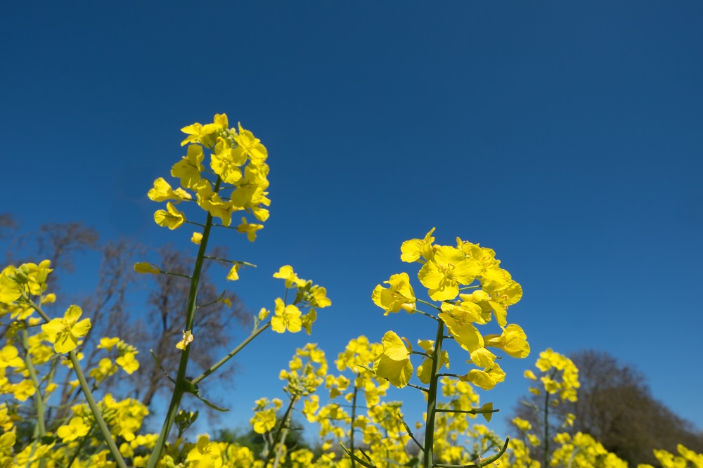 Sclerotinia - One spray or two? - Crop Production Magazine