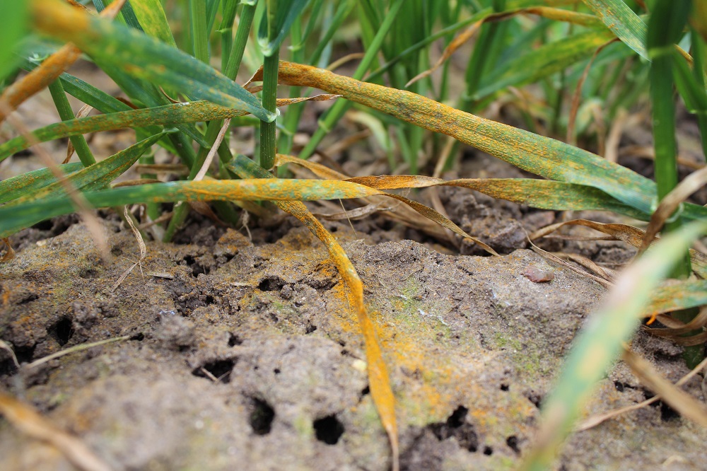 Disease control - New names for rust races - Crop Production Magazine