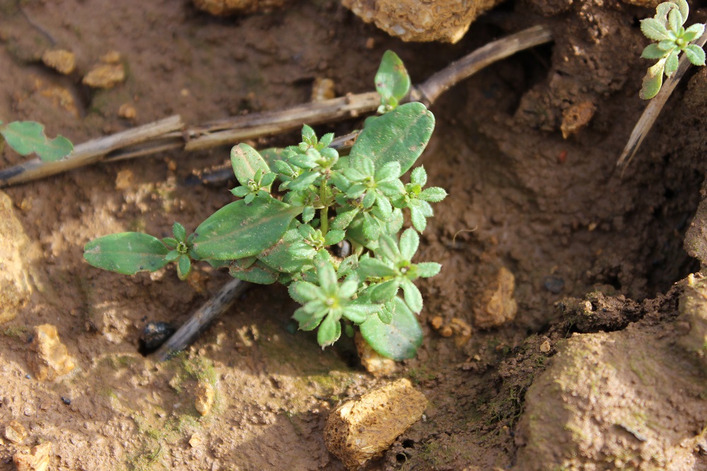 Weed control - Broadleaf Busters - Crop Production Magazine