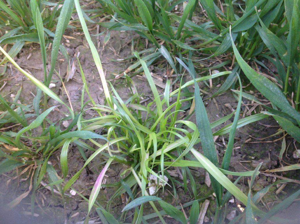 Weed Control Rampant Ryegrass Crop Production Magazine