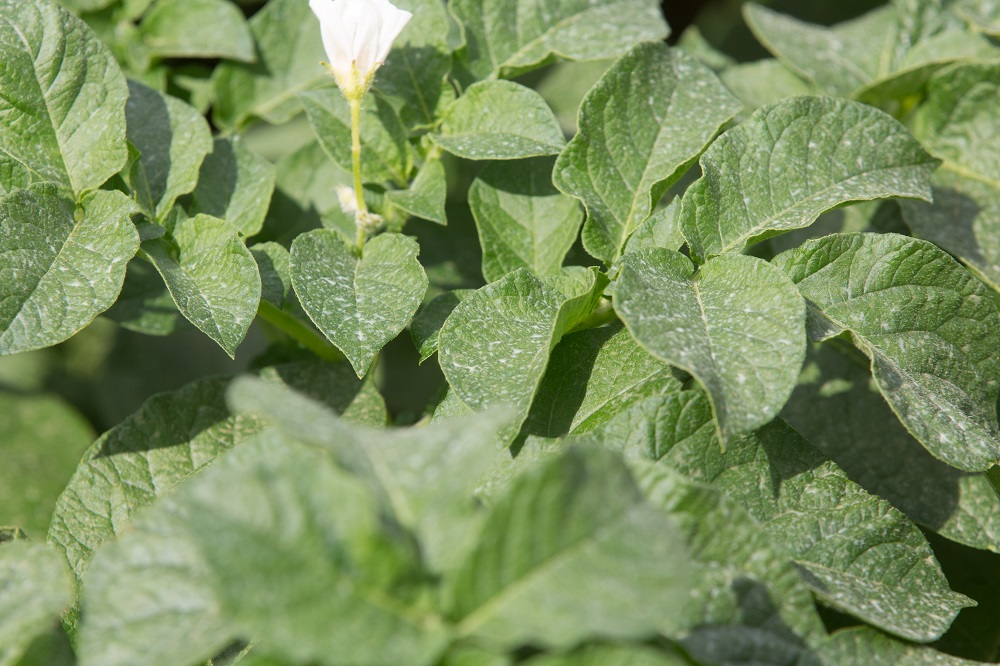 Blight control - A step ahead of blight - Crop Production Magazine