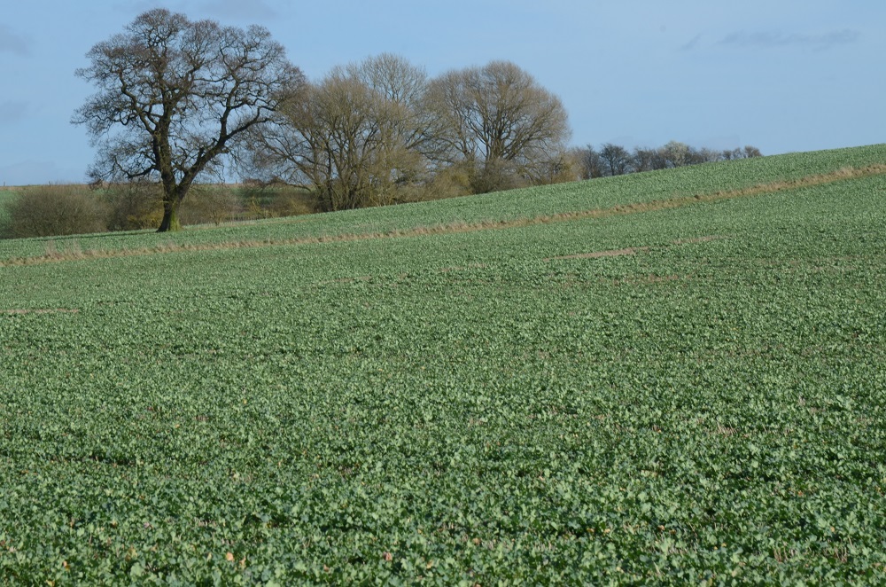 Clearfield OSR - A clear winner - Crop Production Magazine