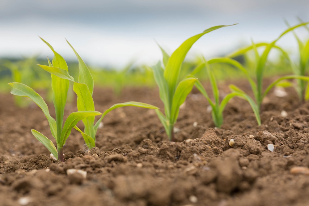 Prioritise early maize weed control for good final yields - Crop ...