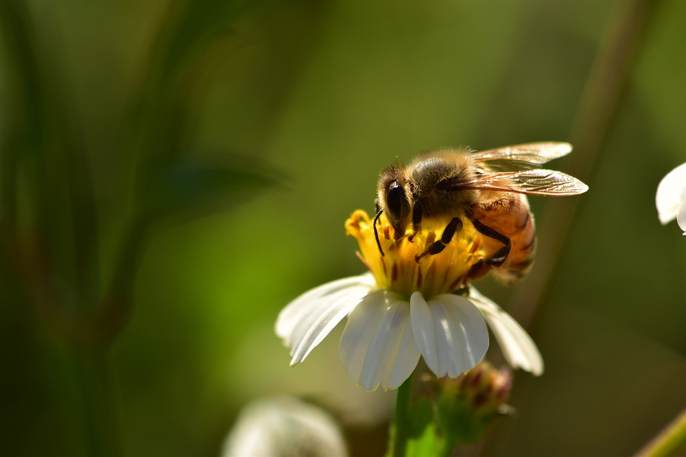 New study maps pathways for pollinators on farm - Crop Production Magazine
