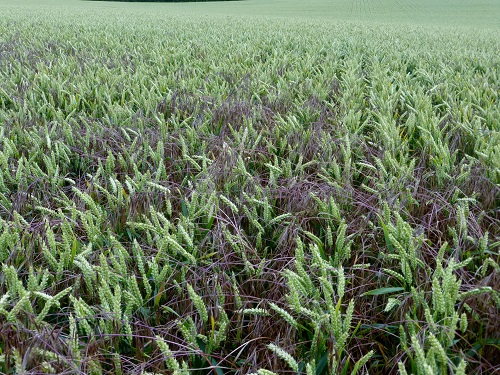 Brome identification - Not all brome is the same. - Crop Production ...