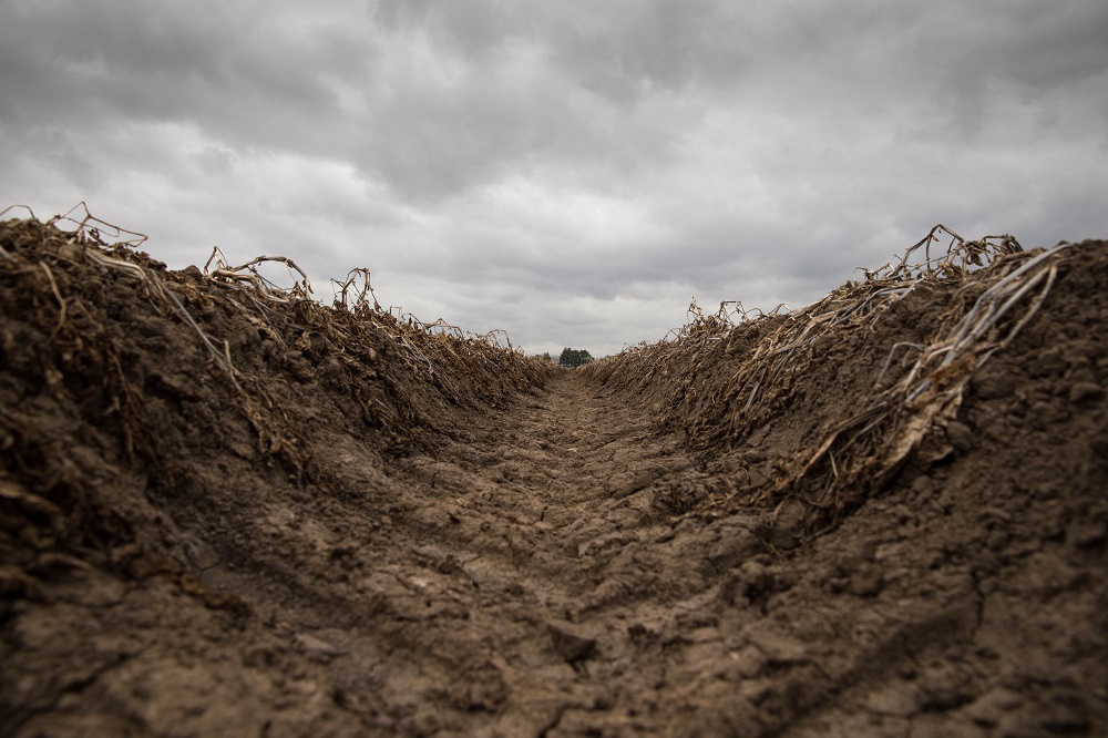 Potato desiccation - Burning question over diquat - Crop Production ...