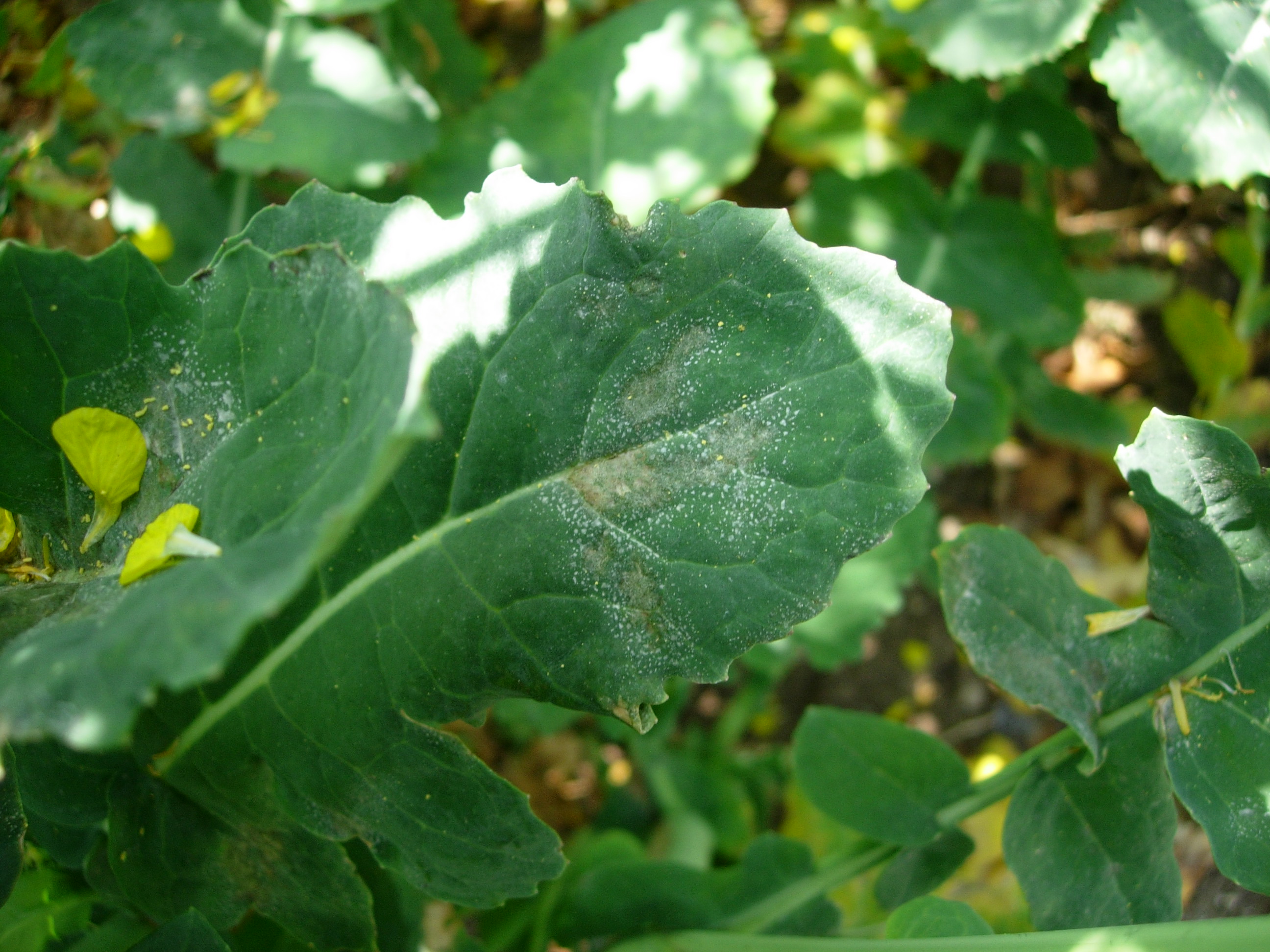 Theory to Field - More questions than answers for LLS - Crop Production ...