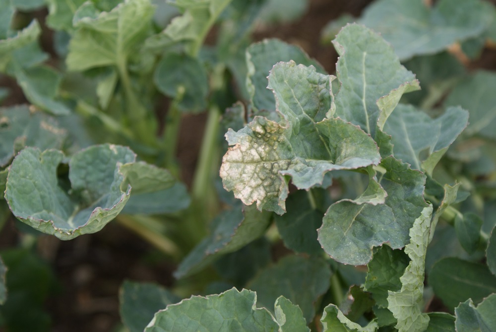 OSR agronomy - Agronomics key to LLS control - Crop Production Magazine