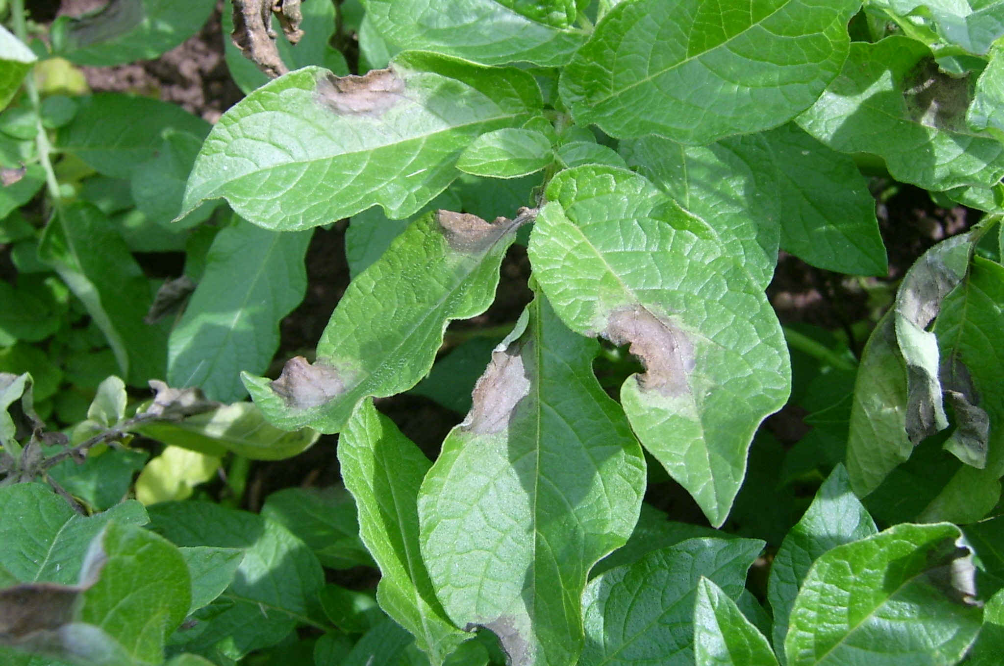 Blight actives feel the strain - Crop Production Magazine