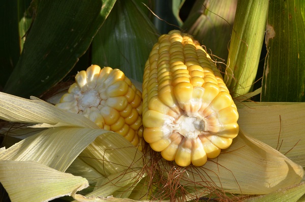 Tech Talk - Efficient maize for biogas - Crop Production Magazine