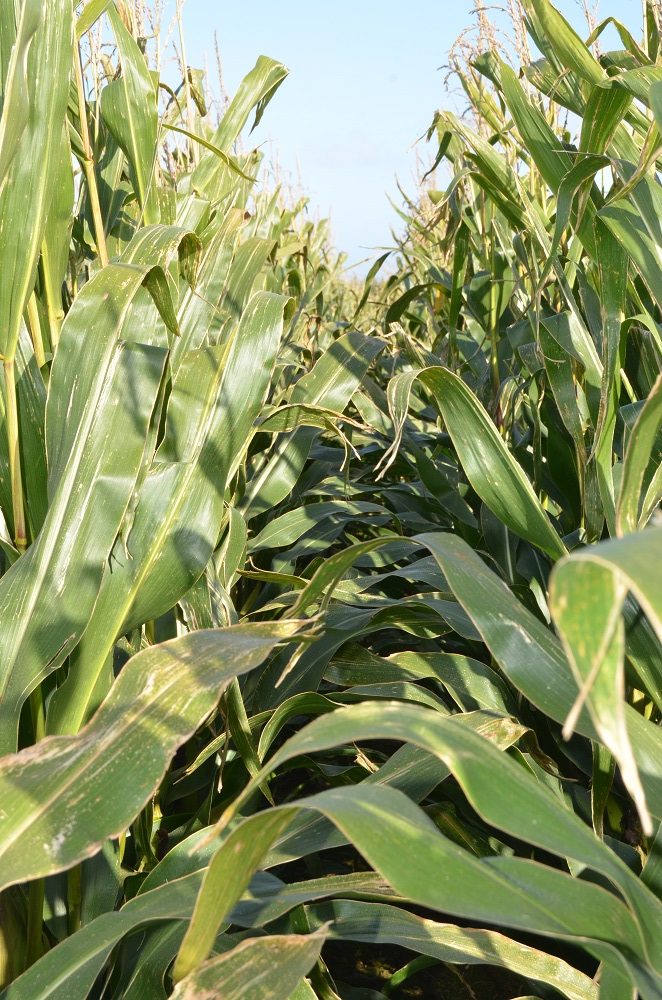 Tech Talk - Efficient maize for biogas - Crop Production Magazine
