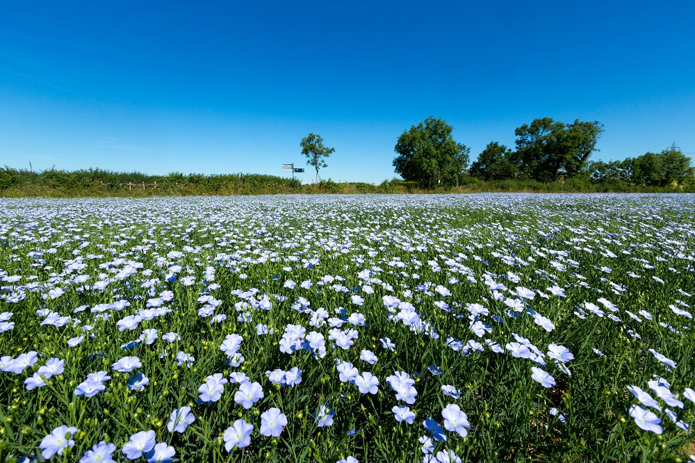 Insiders View - Not just a pretty flower - Crop Production Magazine