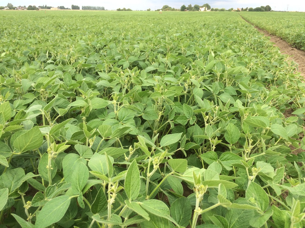 Spring cropping special - Opportunities to profit in the spring - Crop ...