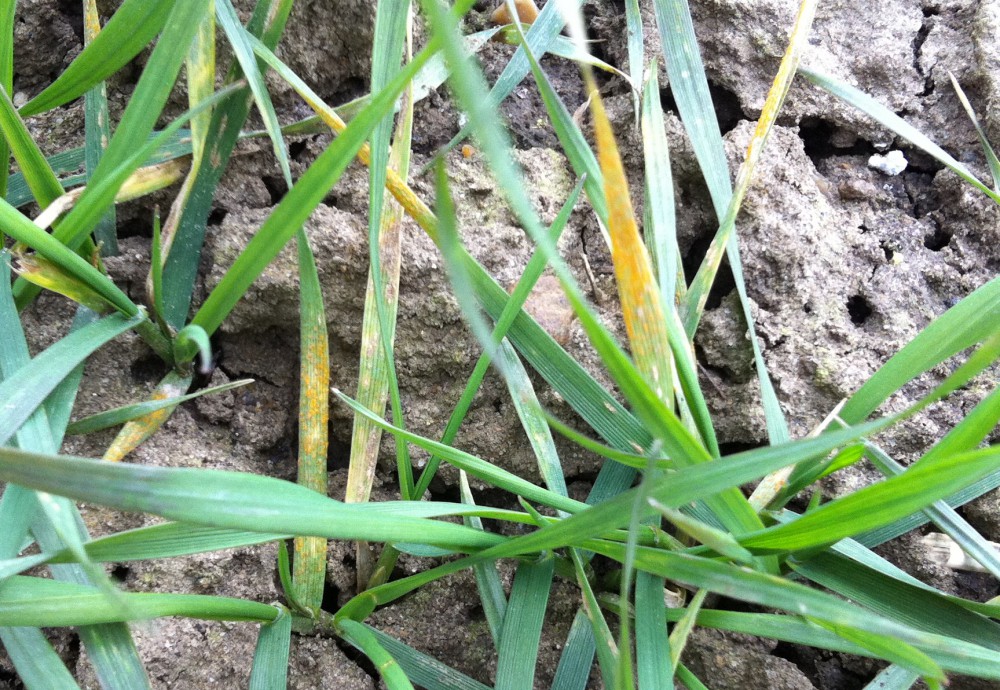 Yellow rust still a threat despite cold weather - Crop Production Magazine