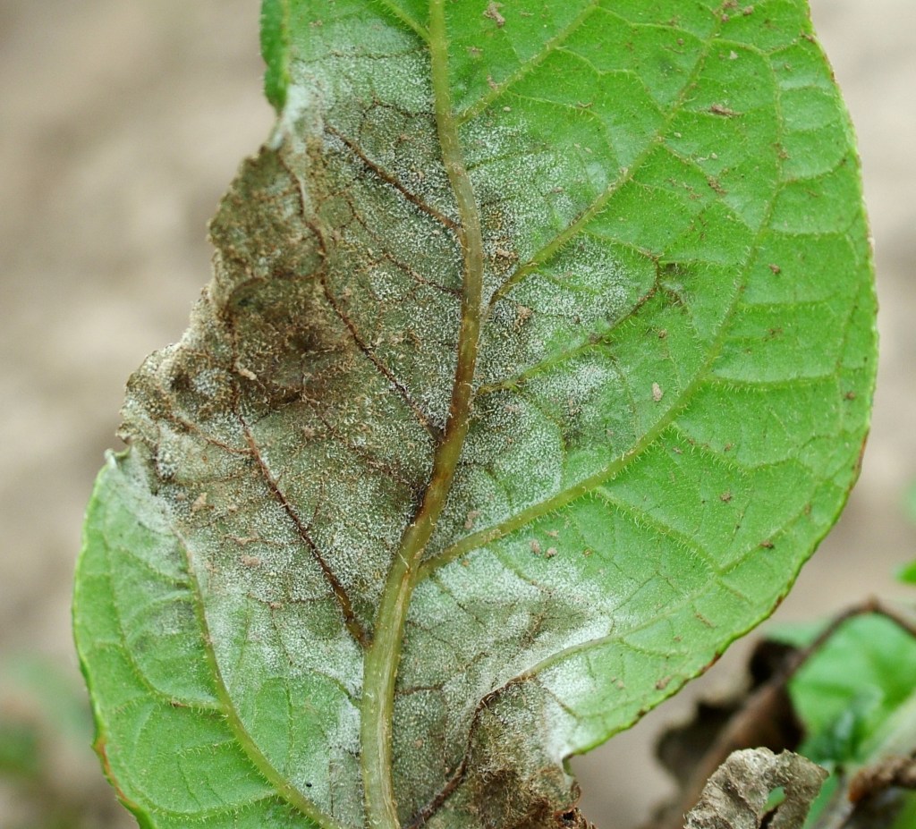 New blight strain requires fresh approach - Crop Production Magazine