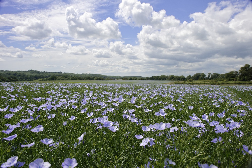 Linseed Challenge - Agronomy clues to bask in the blues - Crop ...