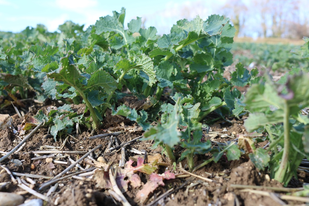 Clearfield OSR - A clear option - Crop Production Magazine