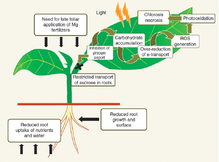Nutrient Nurture - Flagging up the need for magnesium - Crop Production ...