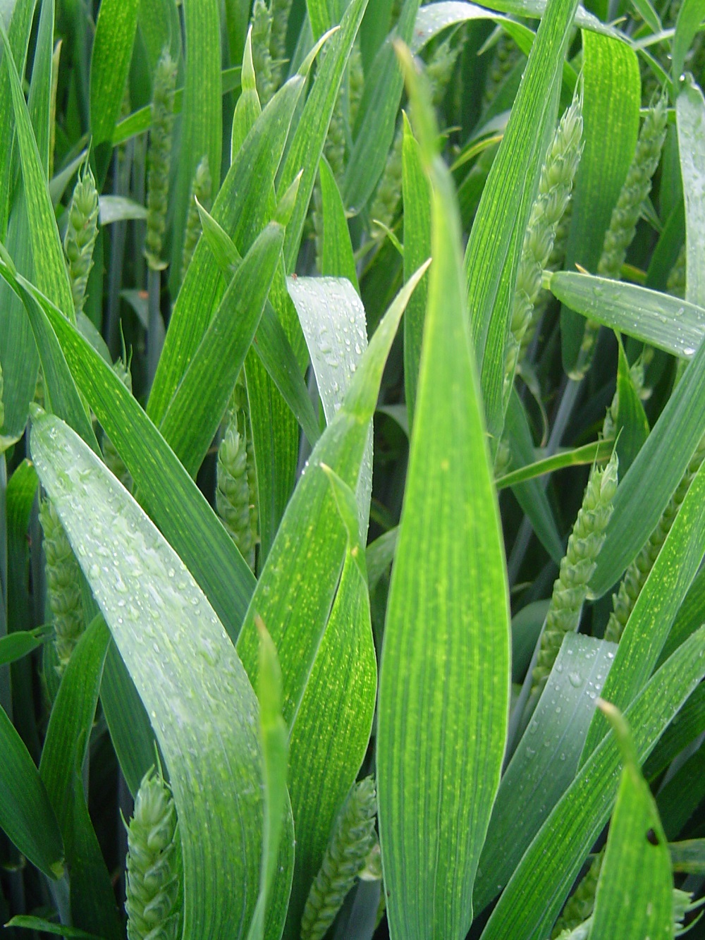 Nutrient Nurture - Flagging up the need for magnesium - Crop Production ...