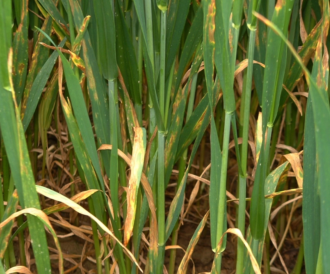 Latent septoria assessments from 2017 provide guidance for upcoming T2 ...