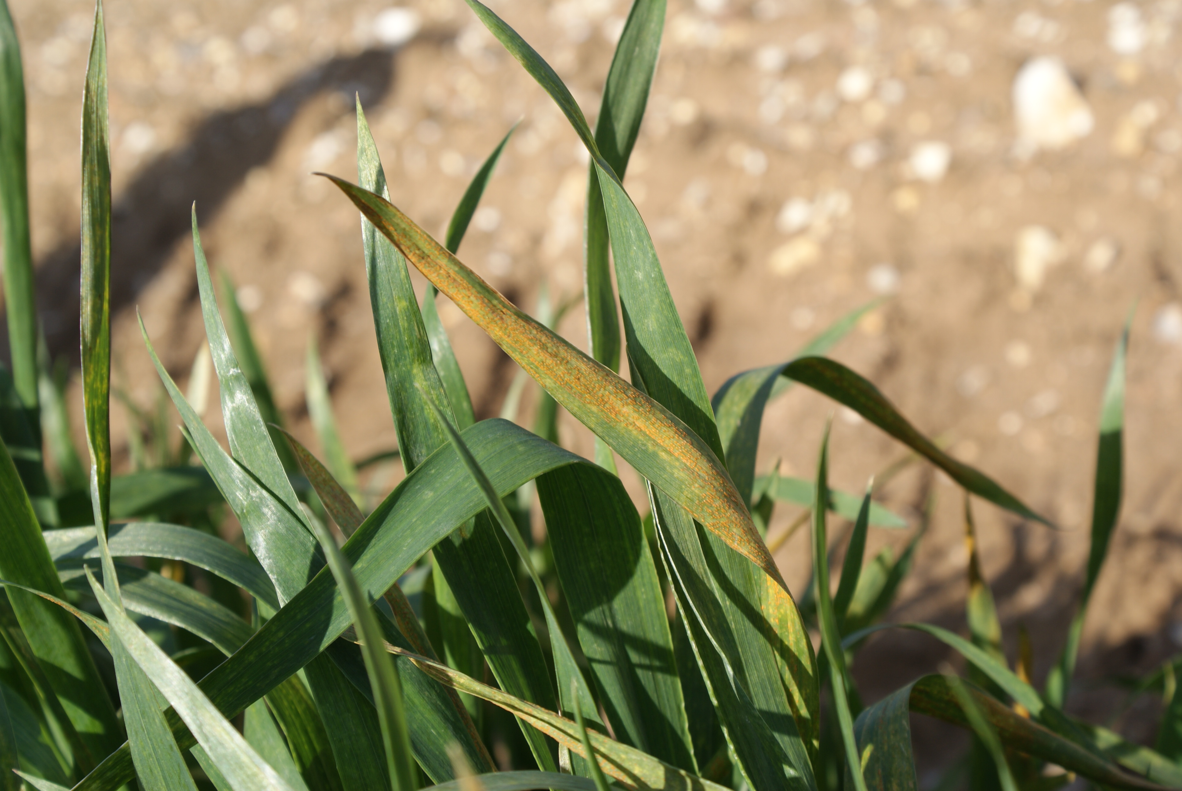 Watch for unexpected yellow rust in backward wheat - Crop Production ...