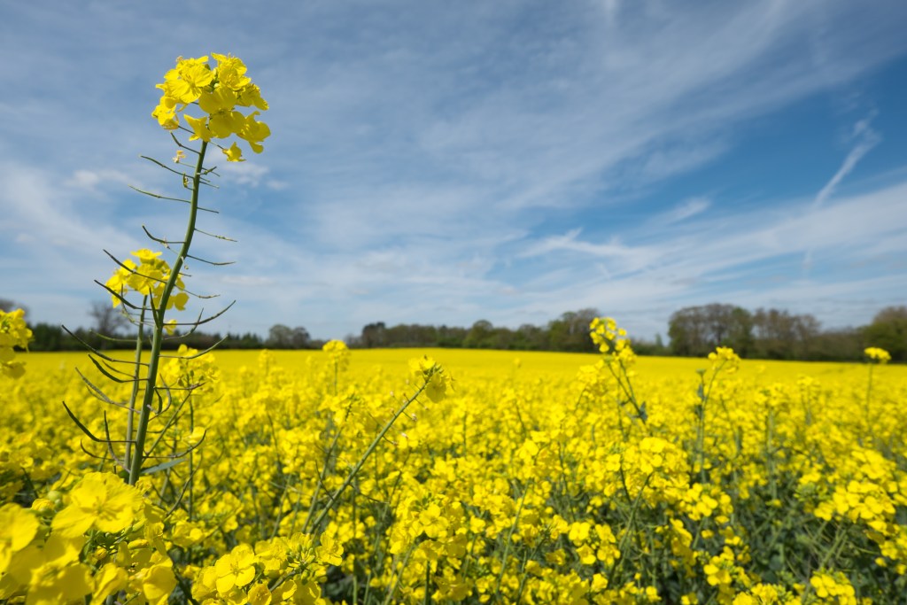 OSR varieties - Varieties to match a grower’s needs - Crop Production ...