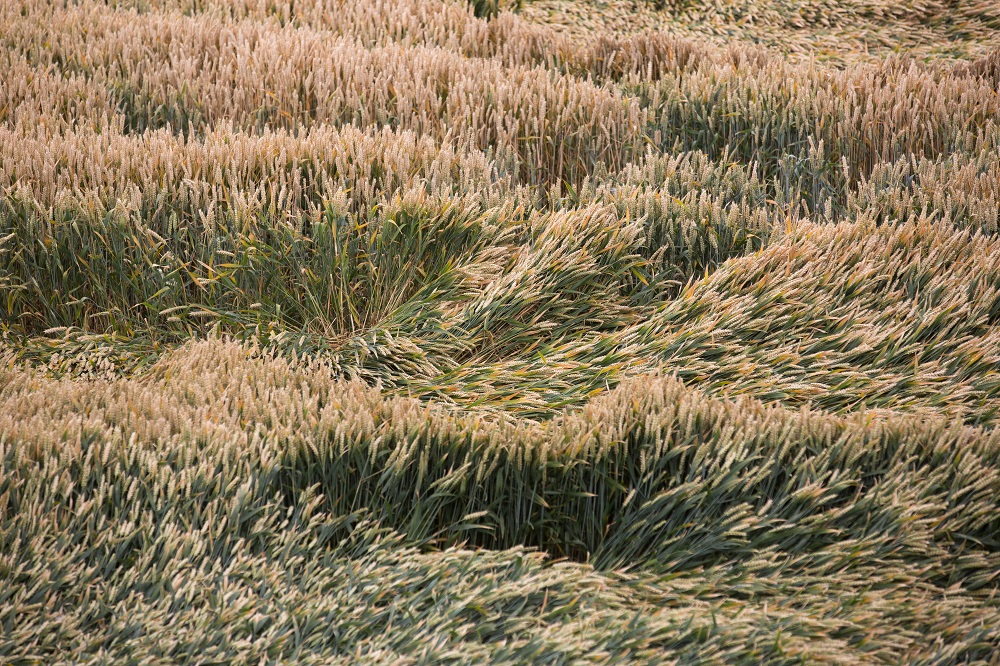 Cereal varieties - Wheats to withstand the worst - Crop Production Magazine