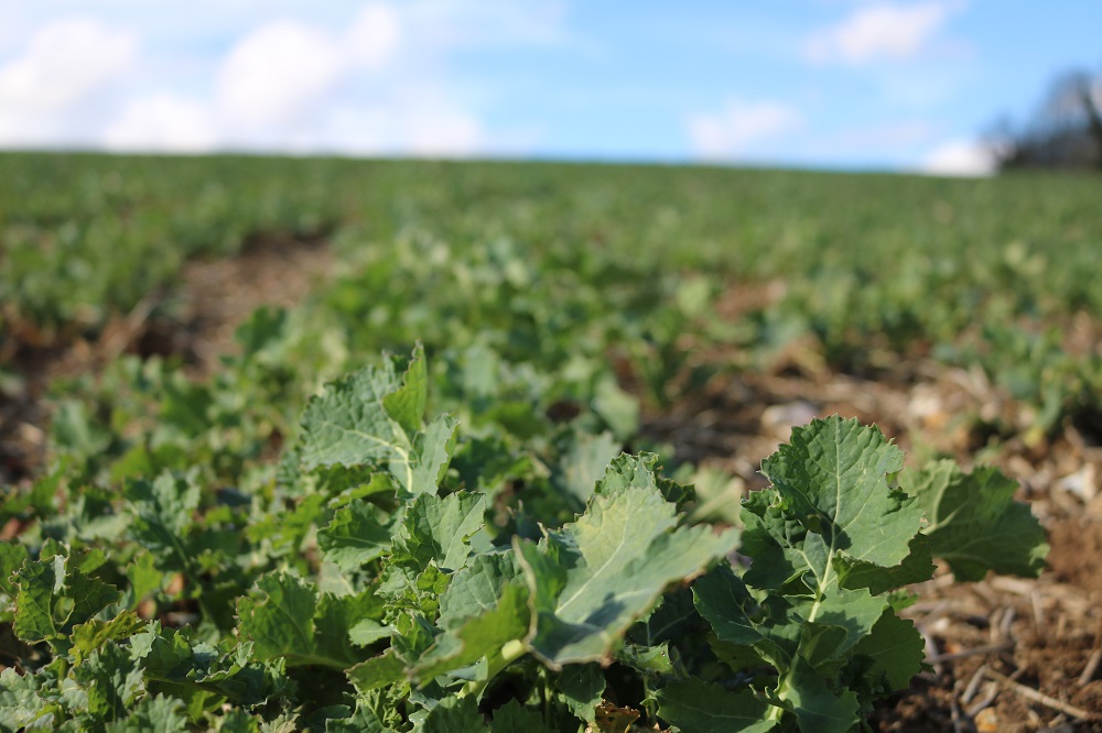 Clearfield finds favour - Crop Production Magazine