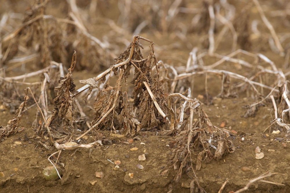 Desiccation - Canopy-canny desiccation - Crop Production Magazine