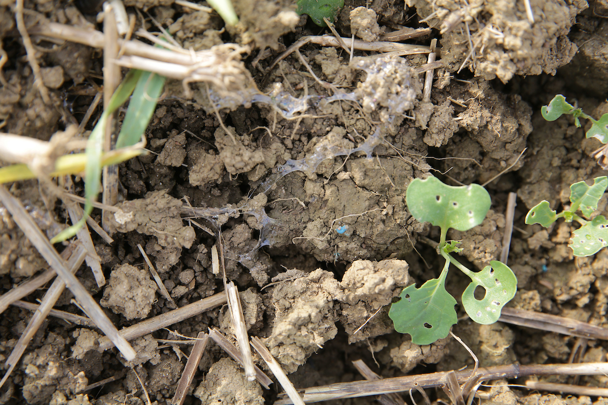 Supress slug damage with specialist pellet - Crop Production Magazine