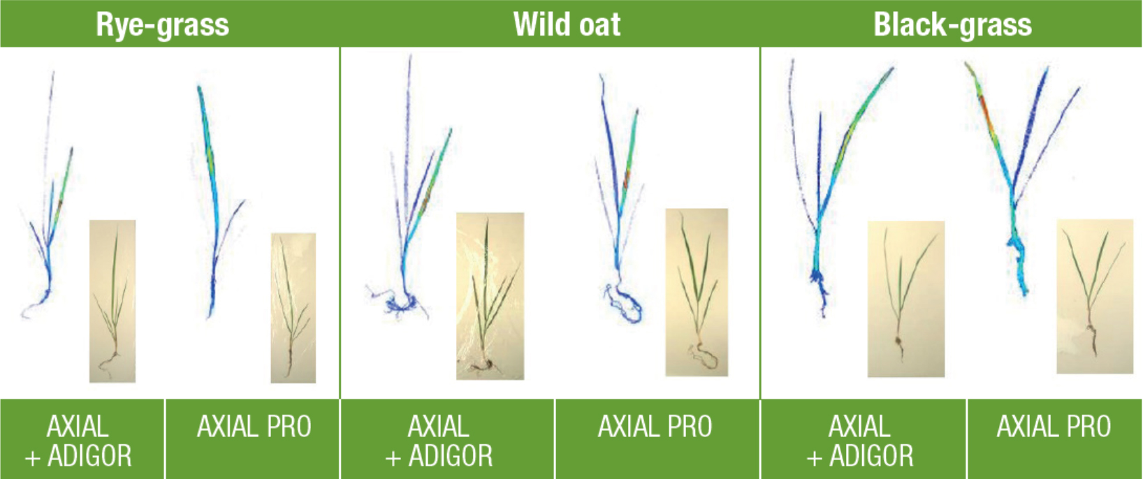 Quicker way to tackle grass weeds - Crop Production Magazine