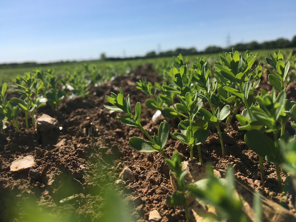Linseed Challenge - Smashing the winter blues - Crop Production Magazine