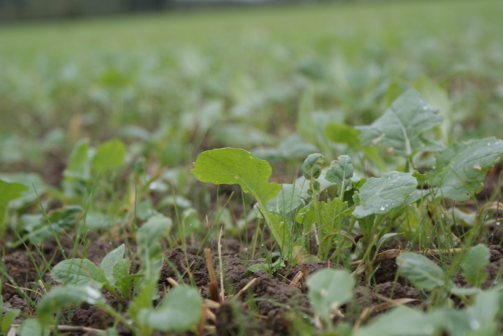 OSR agronomy - A shift in herbicide strategy - Crop Production Magazine
