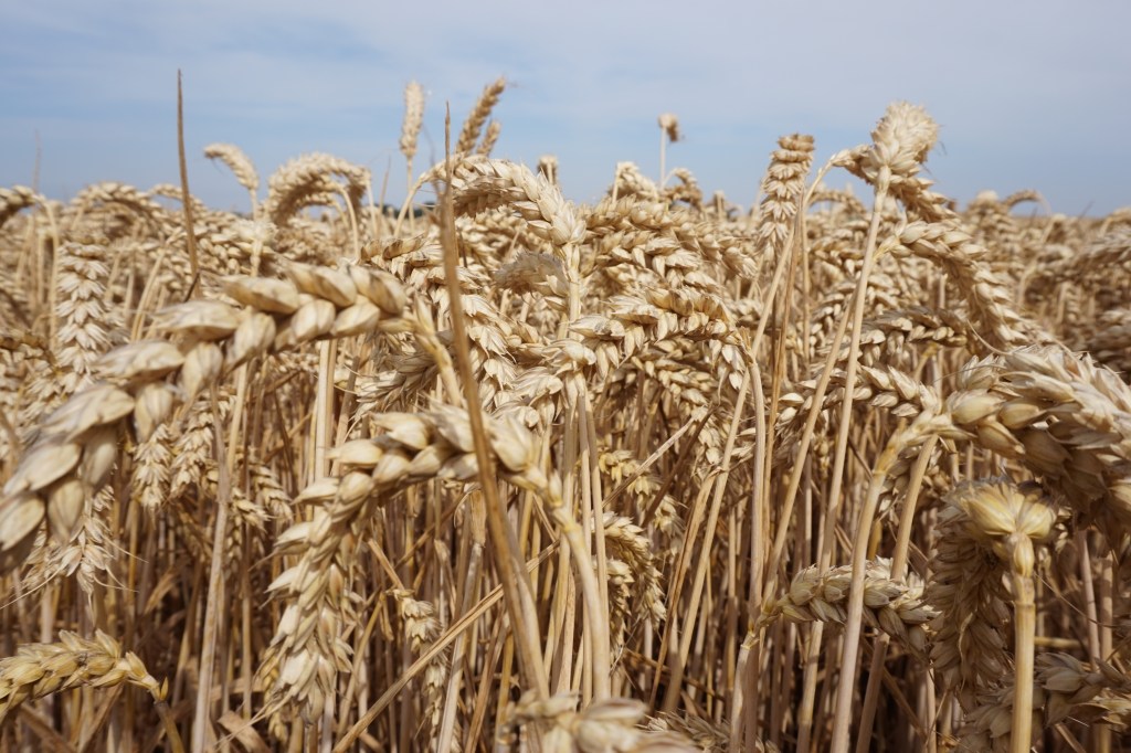 High yields and quality play out in new Limagrain lines - Crop ...