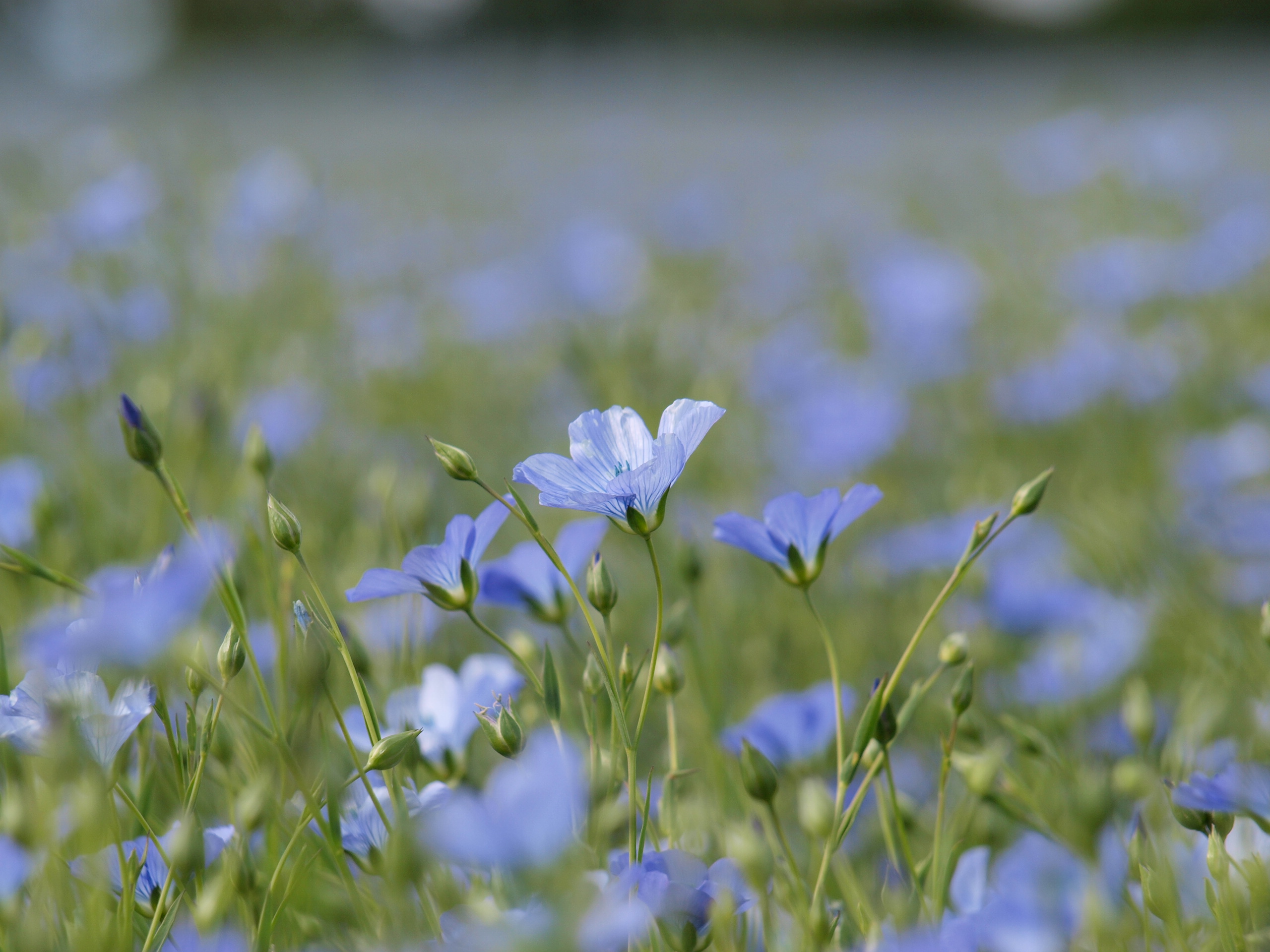 Insiders View - Looking to lead the spring options - Crop Production ...