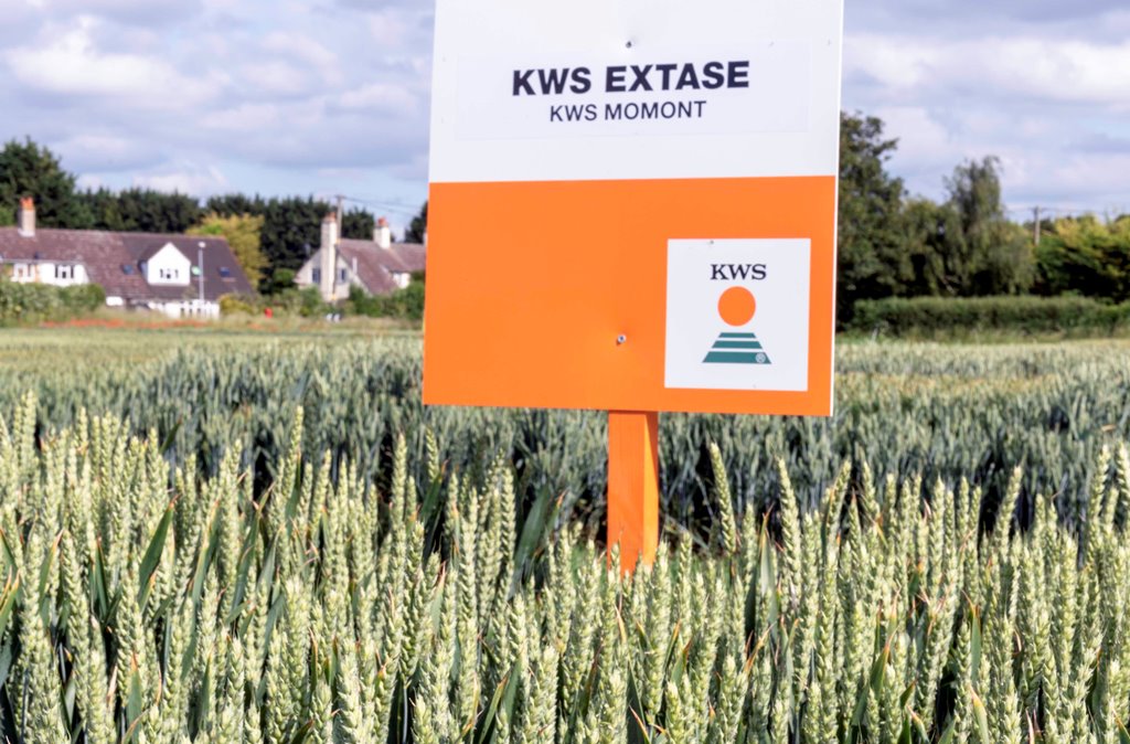 KWS quality wheats step up disease scores - Crop Production Magazine