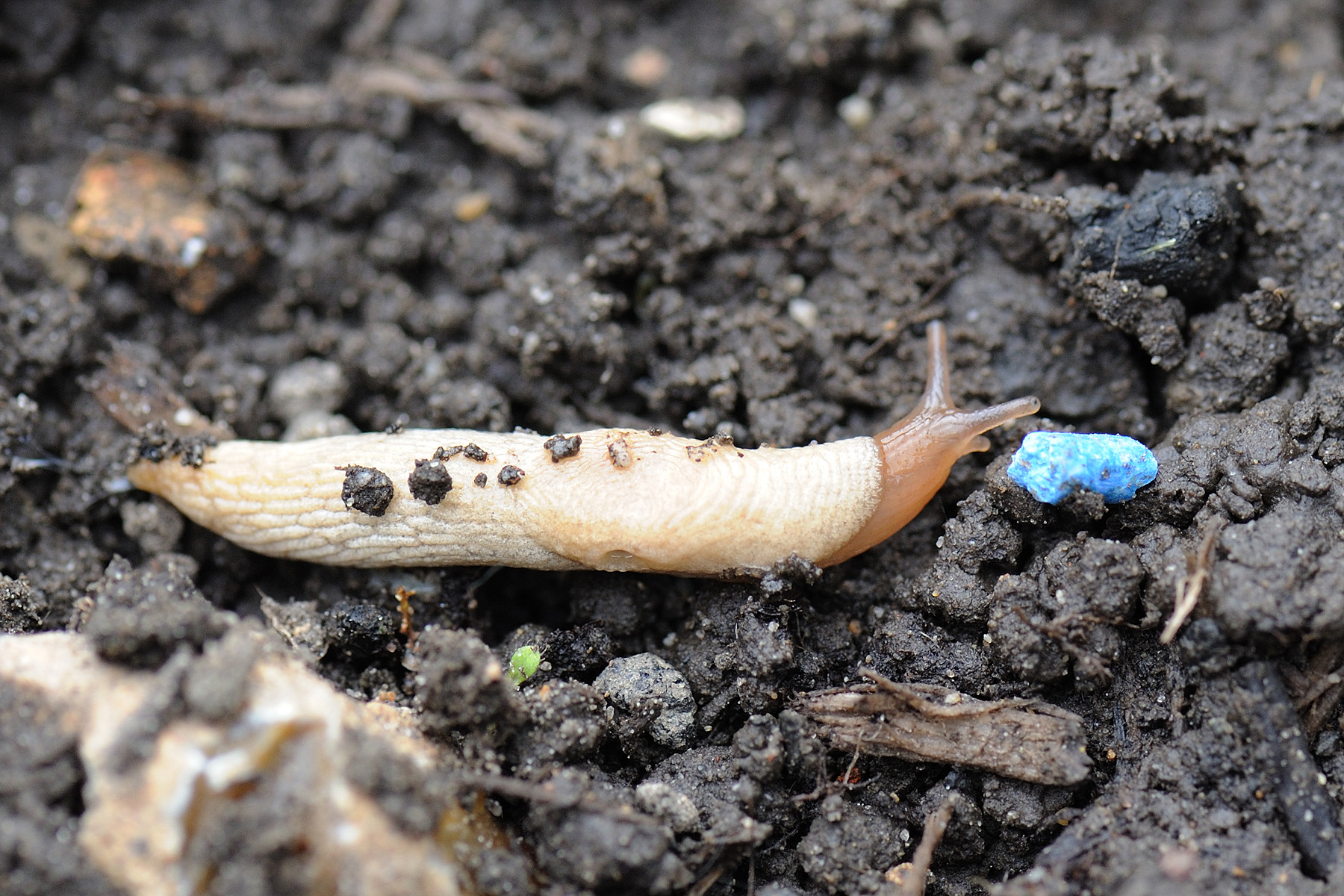 Defra bans metaldehyde use - Crop Production Magazine