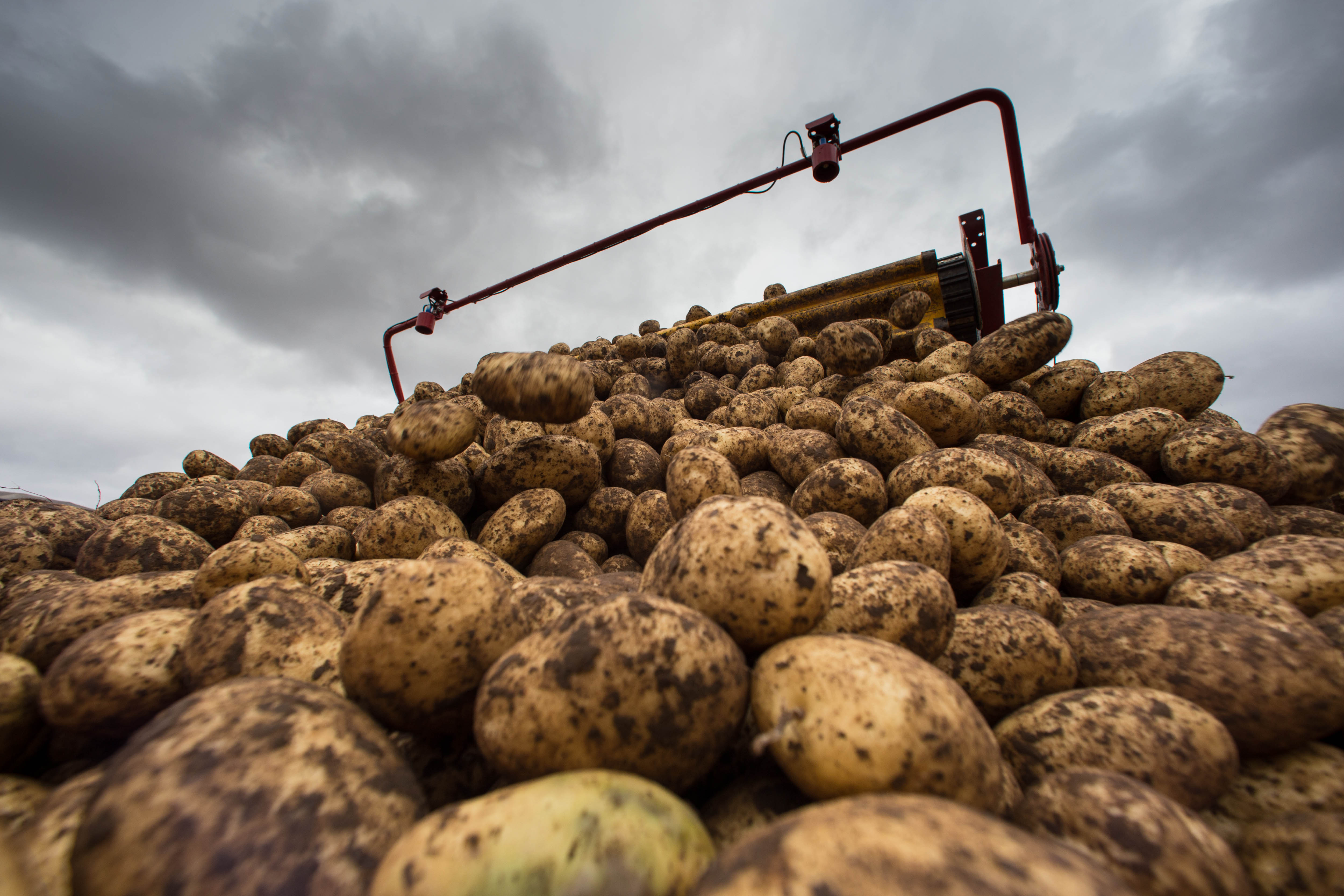 New research to shed a light on sprout control strategies - Crop ...