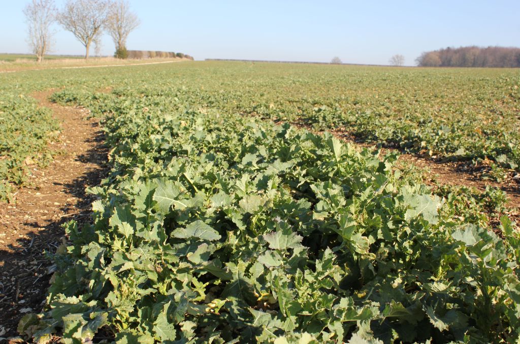 OSR Improvement - Establishment path to crop success - Crop Production ...
