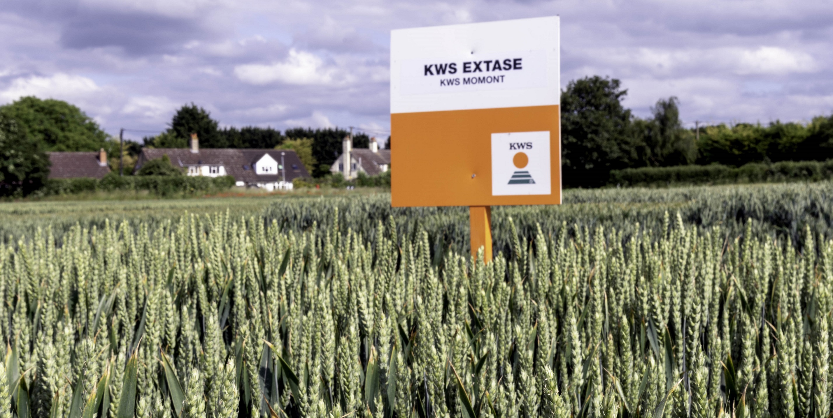 Heygates introduces buy-back contracts for KWS Extase - Crop Production ...